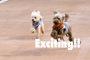 excitingとexcitedの違いとは？区別する方法と使い方【例文付】 | 45歳からの英語勉強やり直しブログ